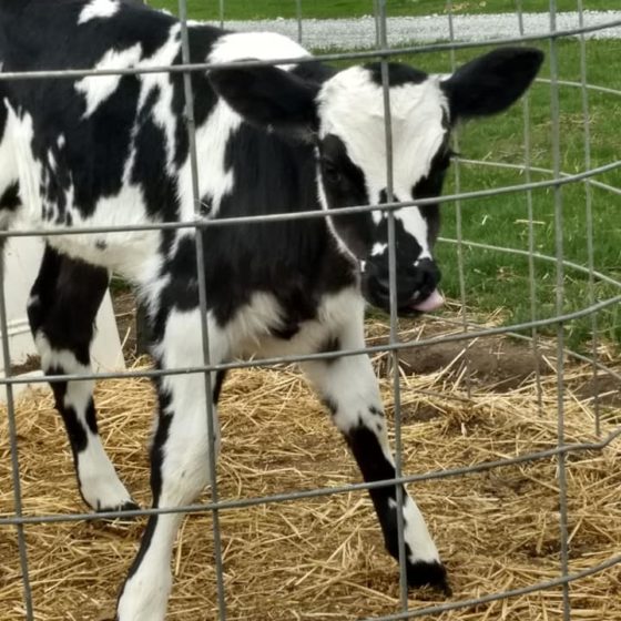 Crystal Springs Creamery – South Bend Farmers Market