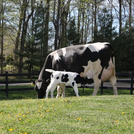 Crystal Springs Creamery – South Bend Farmers Market